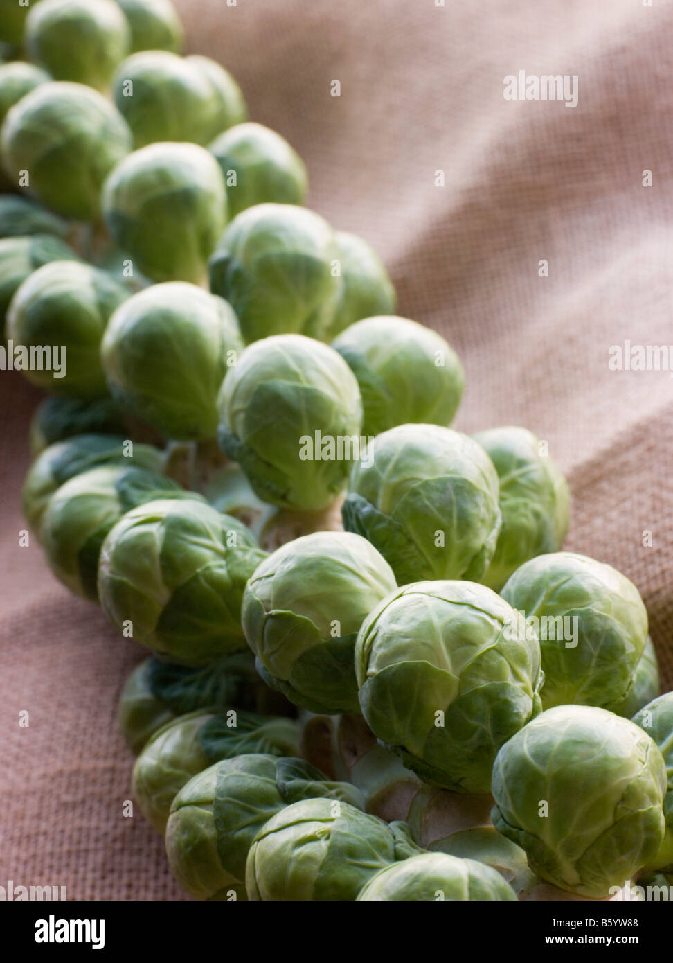 Sprouts on stalk hi-res stock photography and images - Alamy