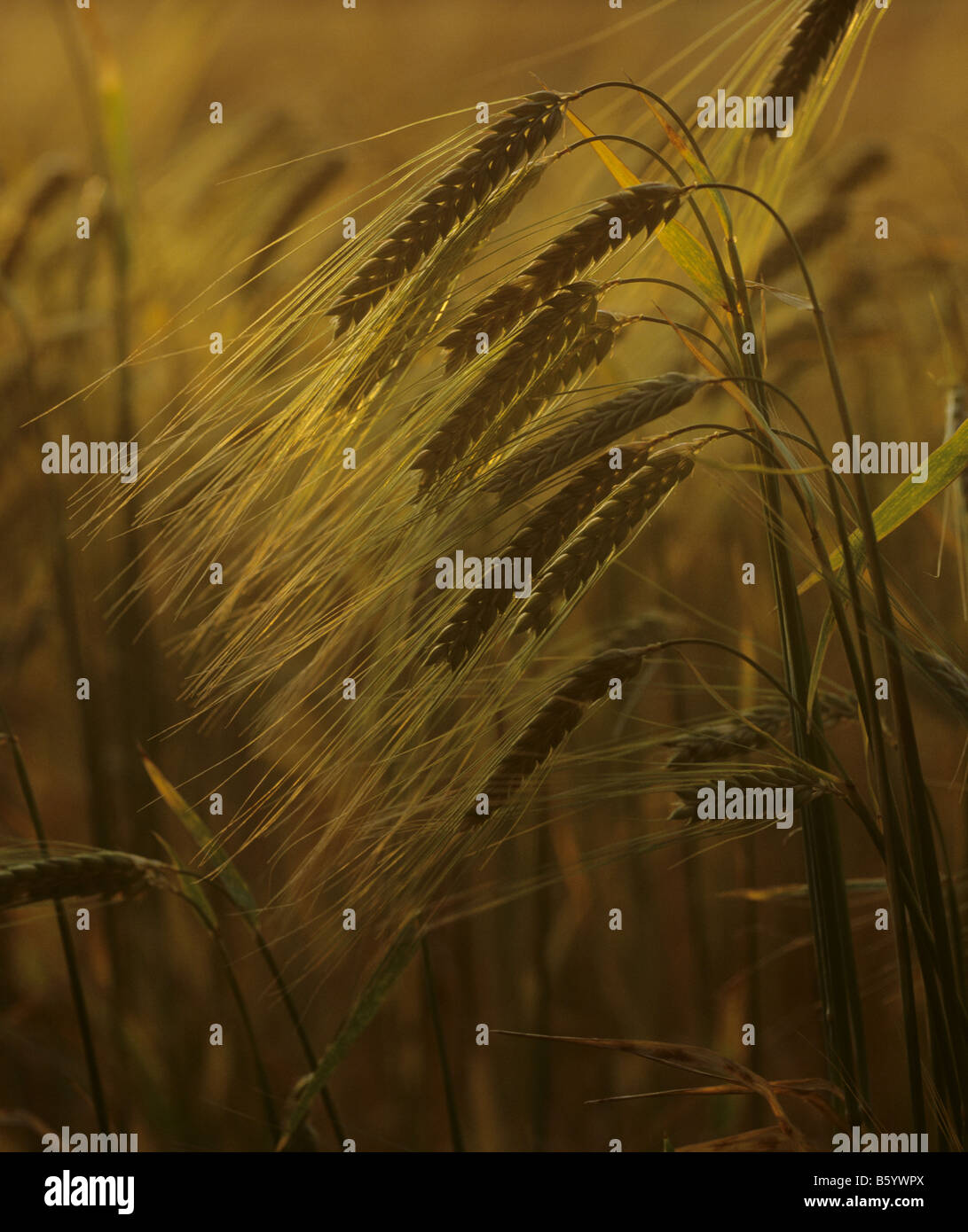 Two row barley hi-res stock photography and images - Alamy