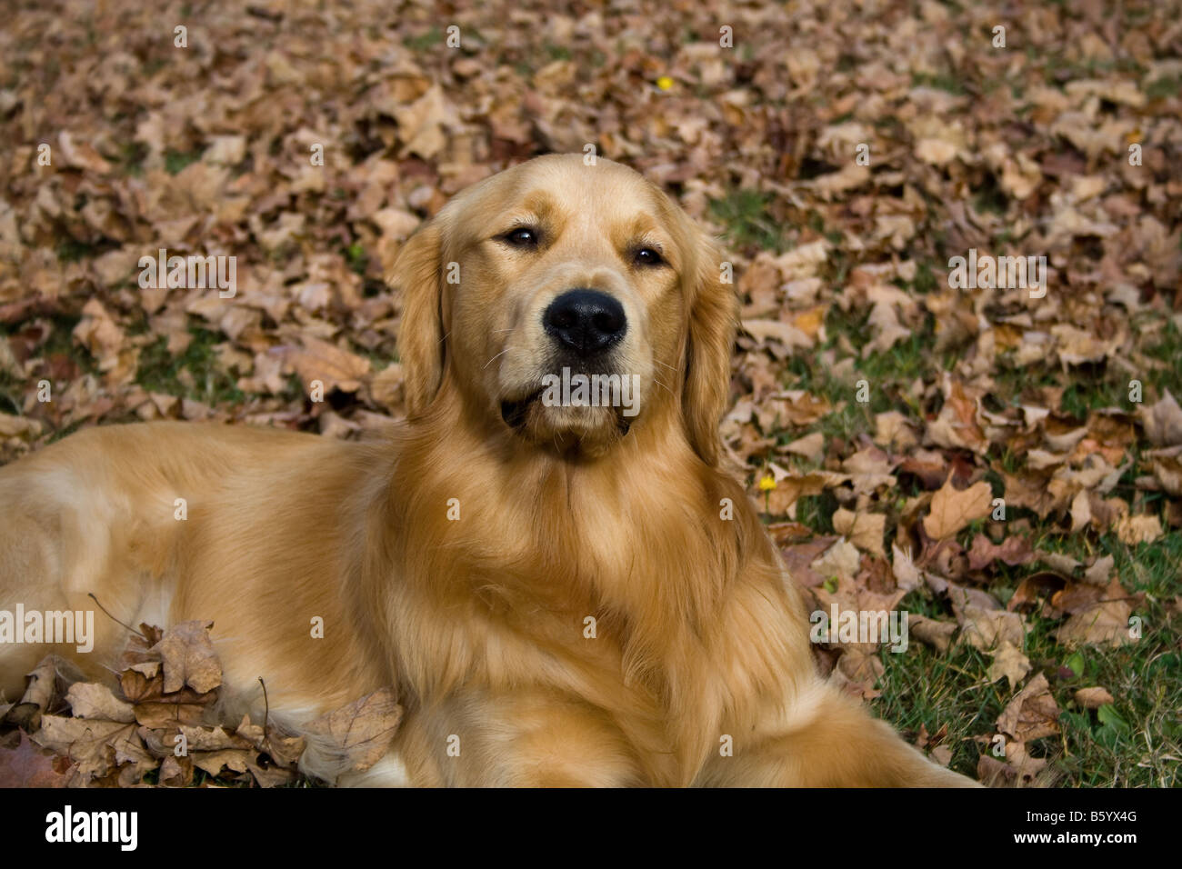 Golden autum hi-res stock photography and images - Alamy
