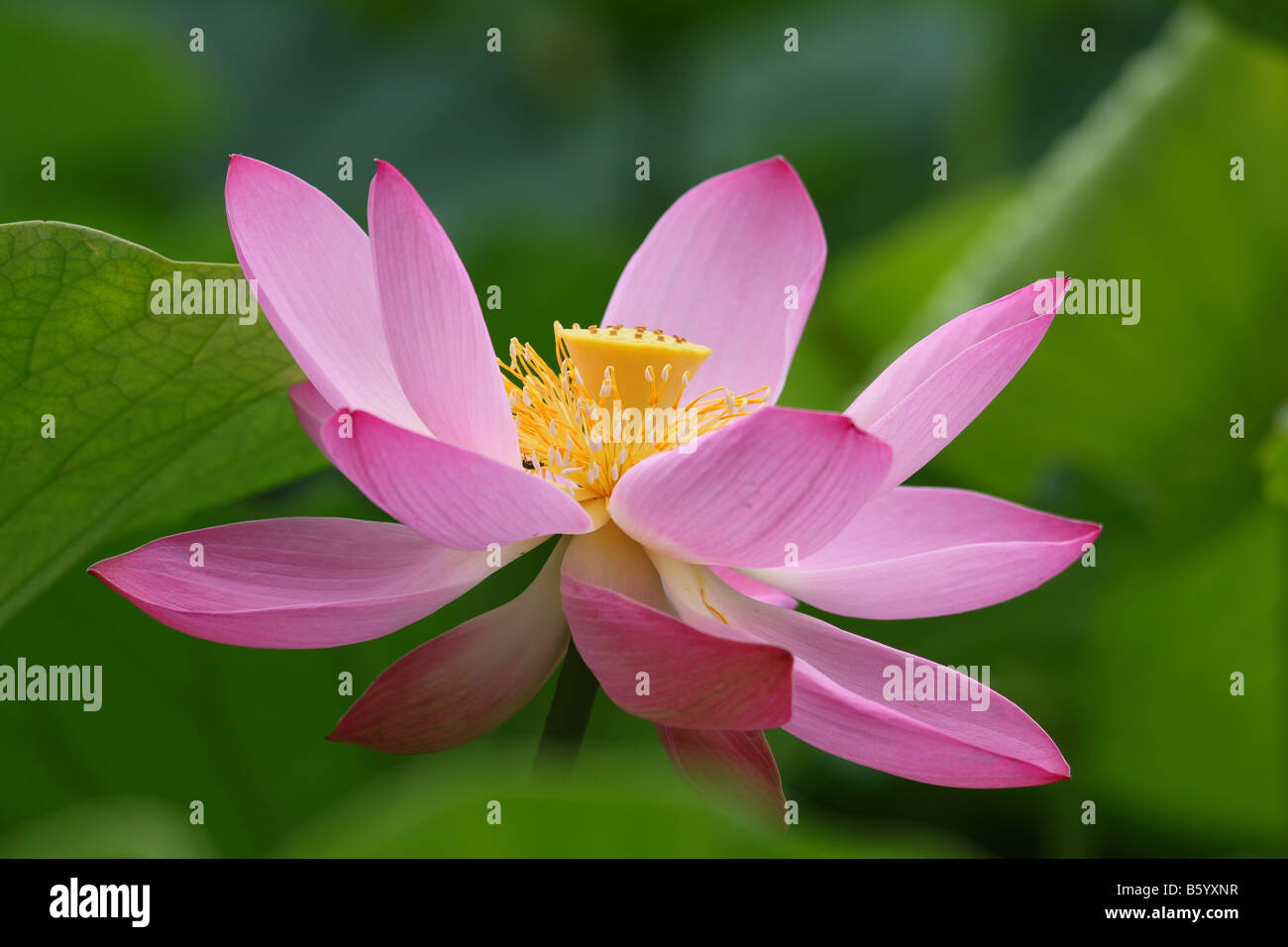 Lotus Stalk High Resolution Stock Photography and Images - Alamy