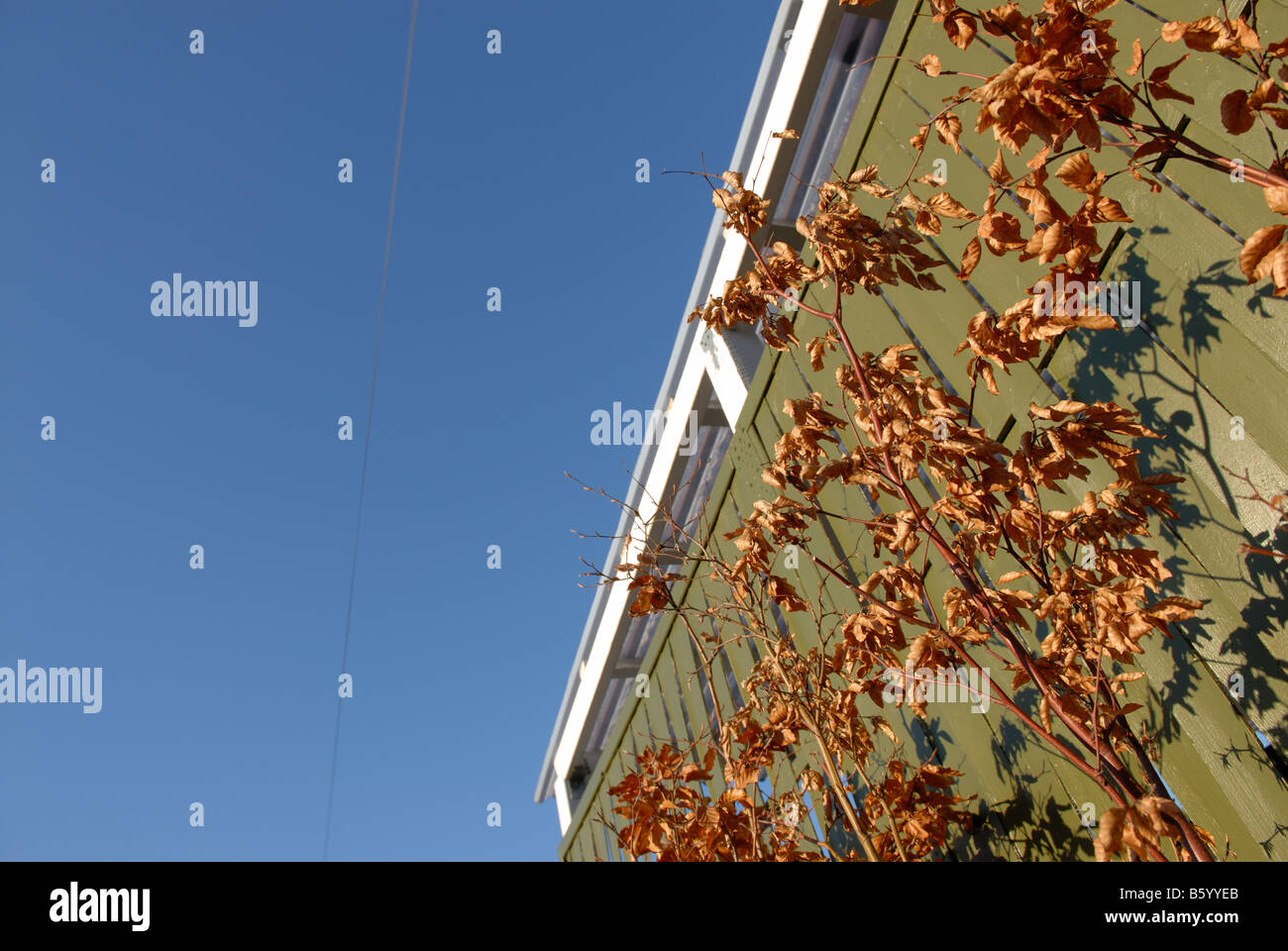 Beech martin hi-res stock photography and images - Alamy