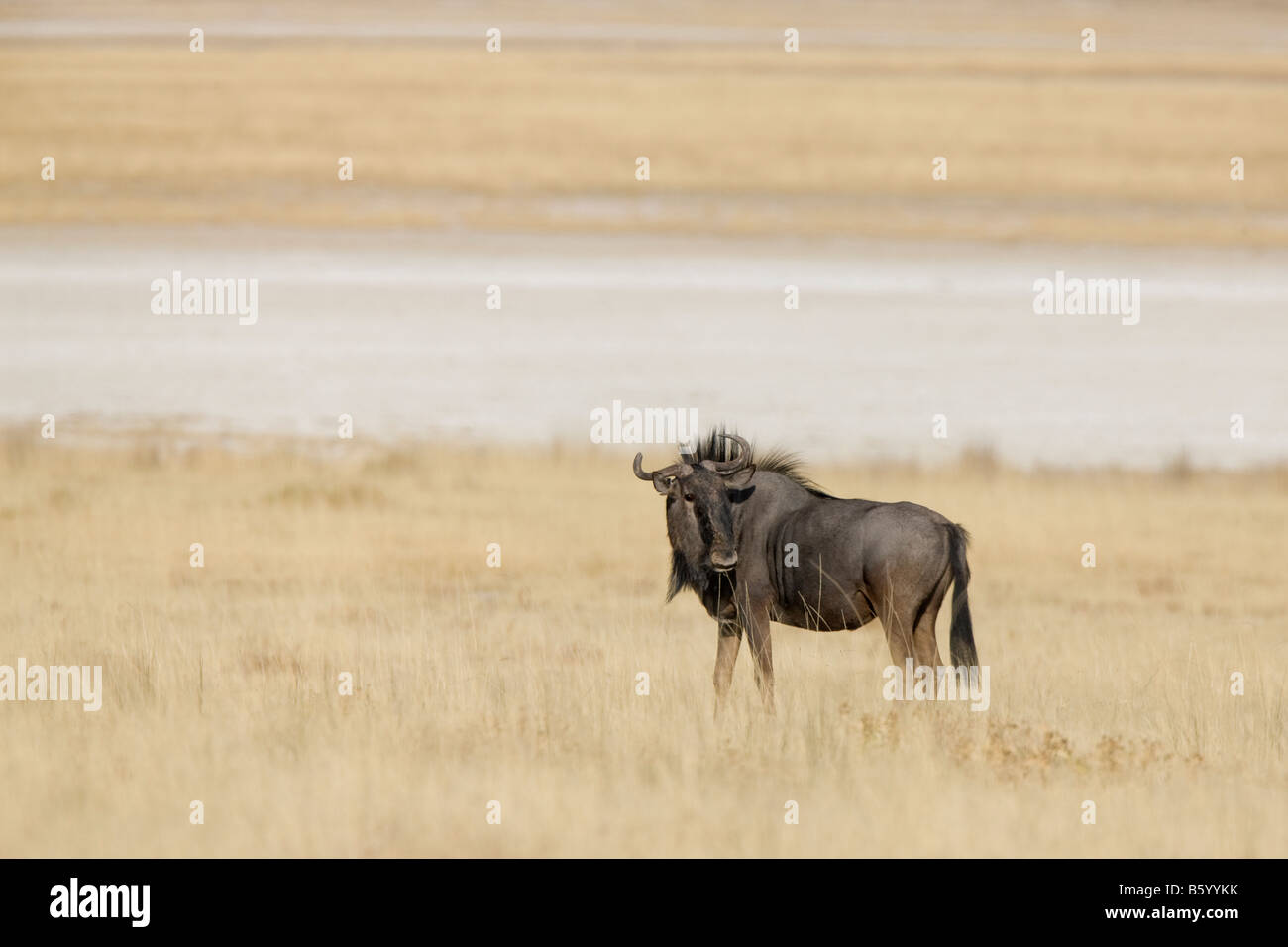 Red wildebeest hi-res stock photography and images - Alamy