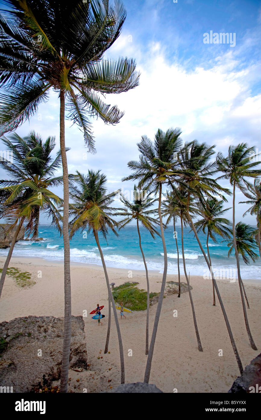 Barbados coconut palms wind hi-res stock photography and images - Alamy