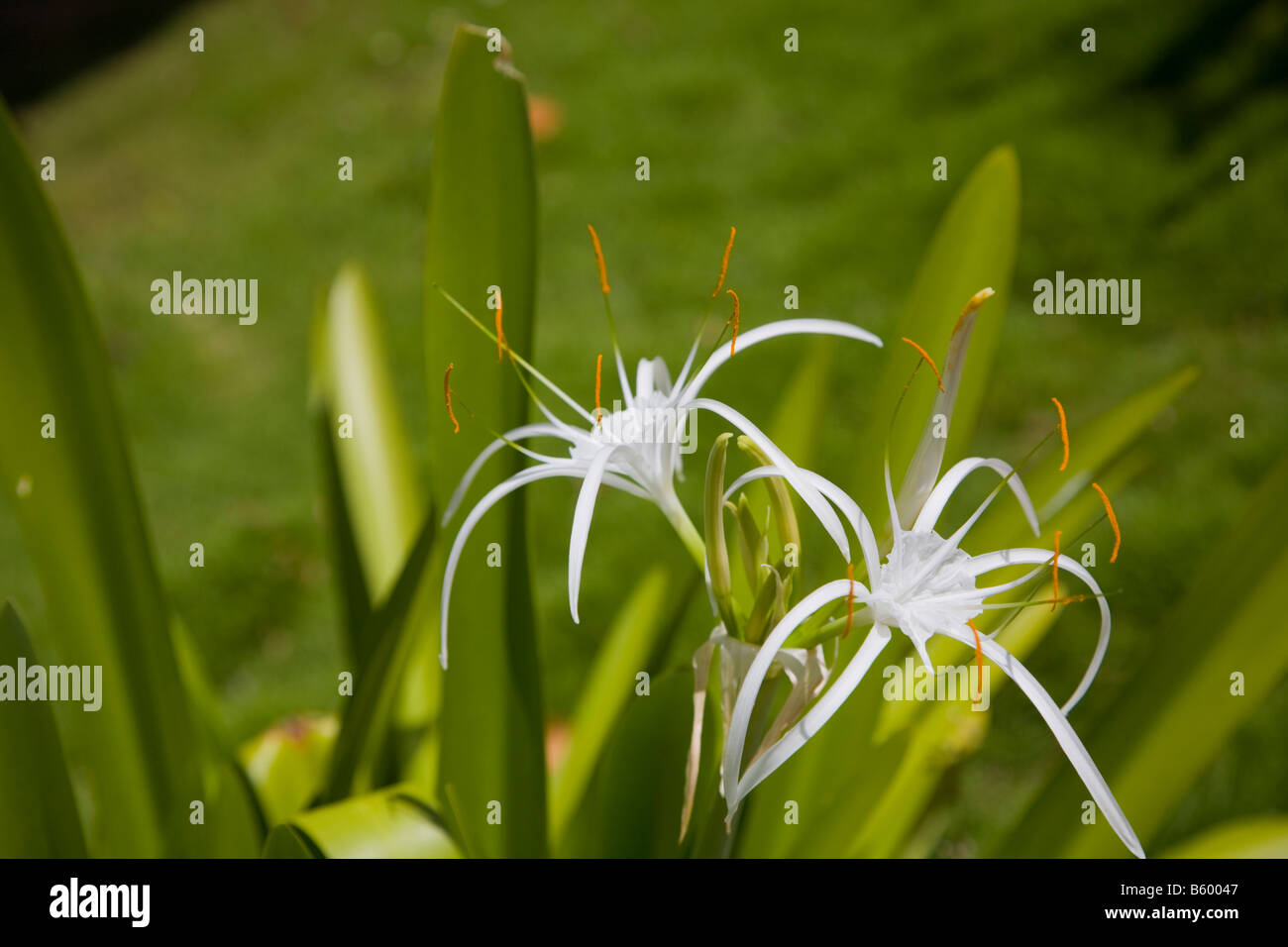 Spider Liliy Hymenocallis caribaea on the caribbean island of Anguilla ...