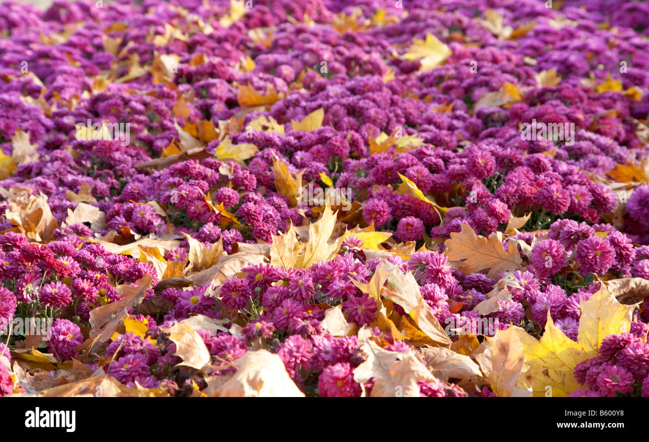 Multicolor mums hi-res stock photography and images - Alamy