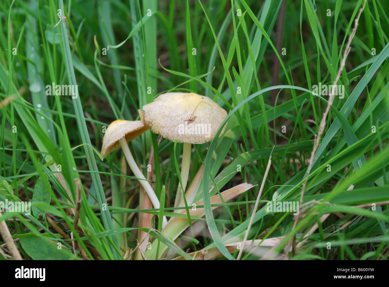 Wild mushrooms growing in grass Stock Photo - Alamy
