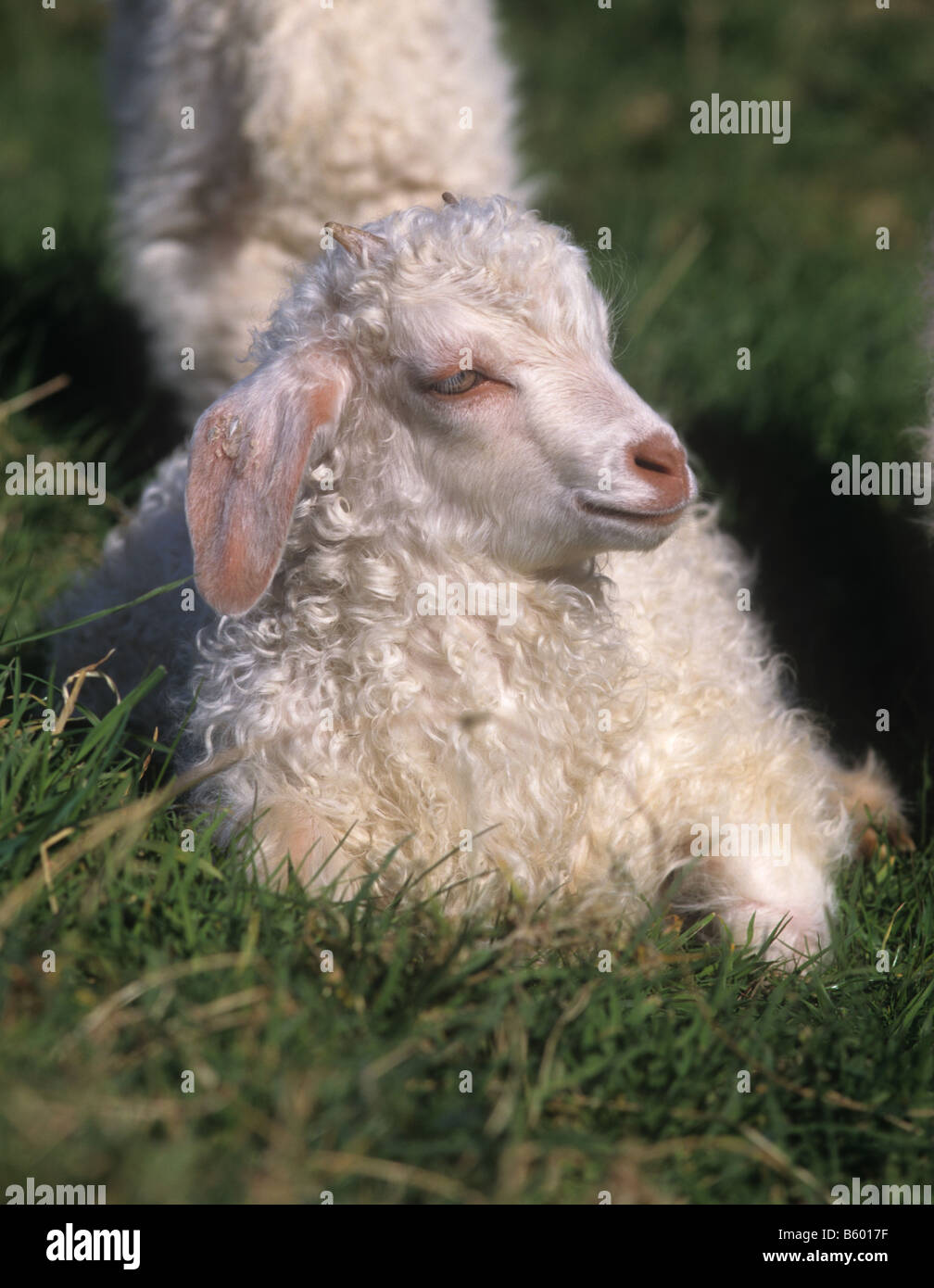 Angora goat hi-res stock photography and images - Alamy