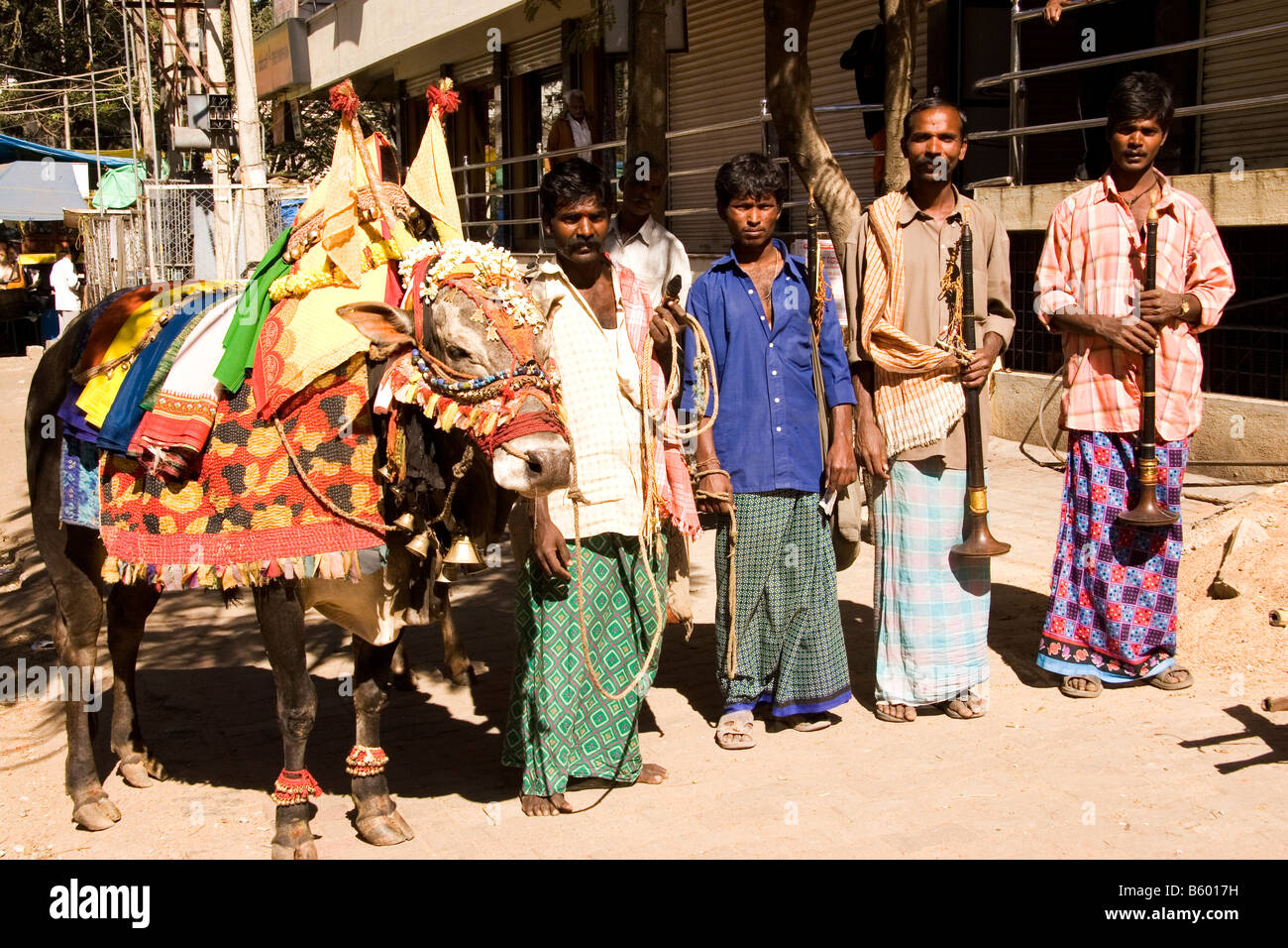 Cow sankranti hi-res stock photography and images - Alamy