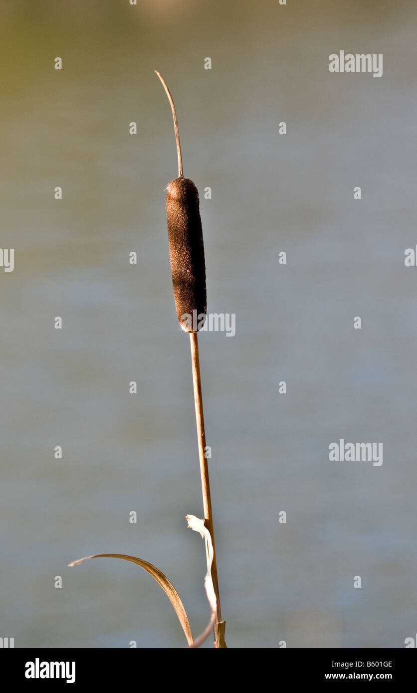 Typha Latifolia at the edge of a lake Stock Photo - Alamy