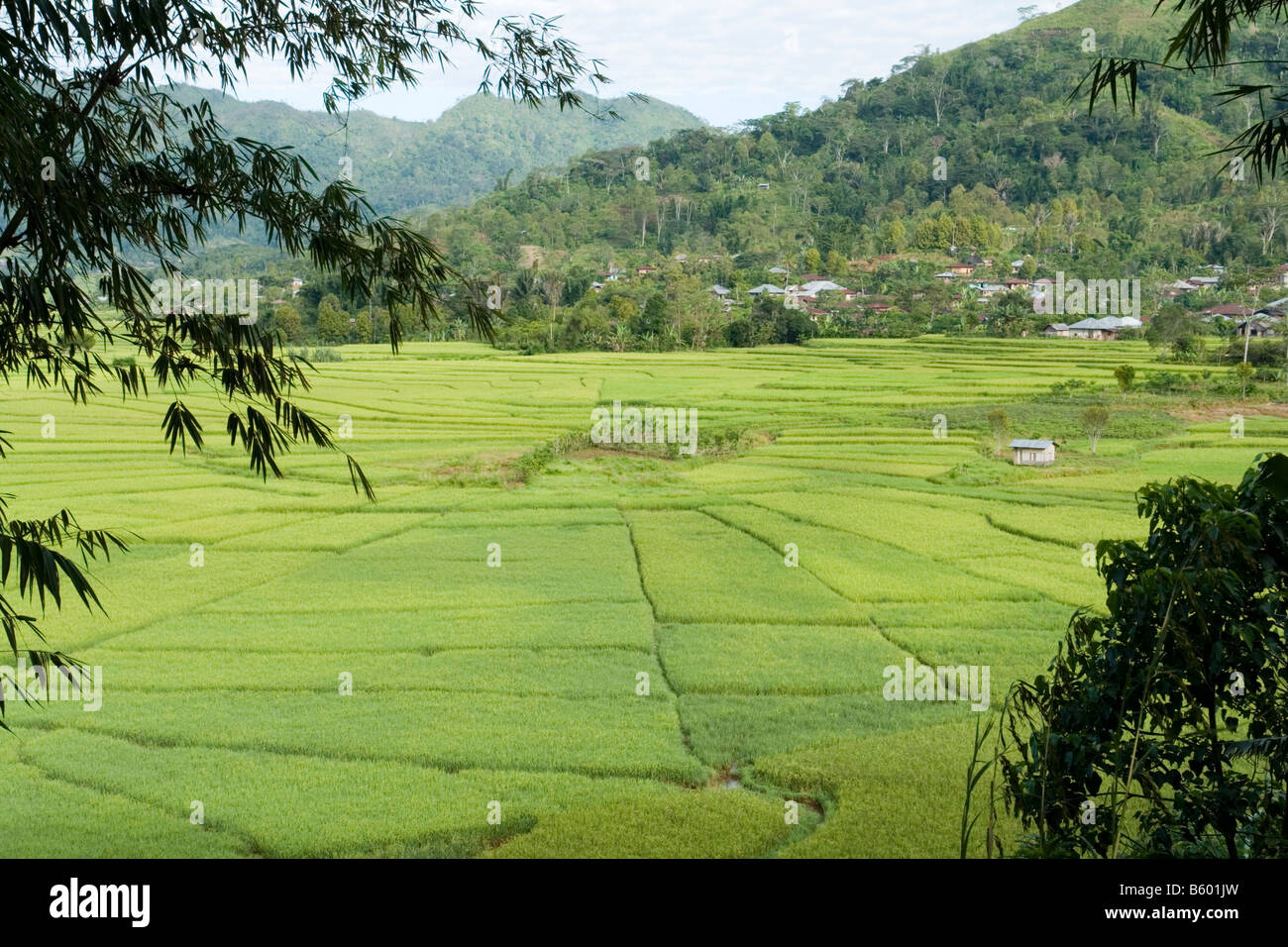 Paddy fields in "spiders' web" patterns (Flores - Indonesia). Rizières ...
