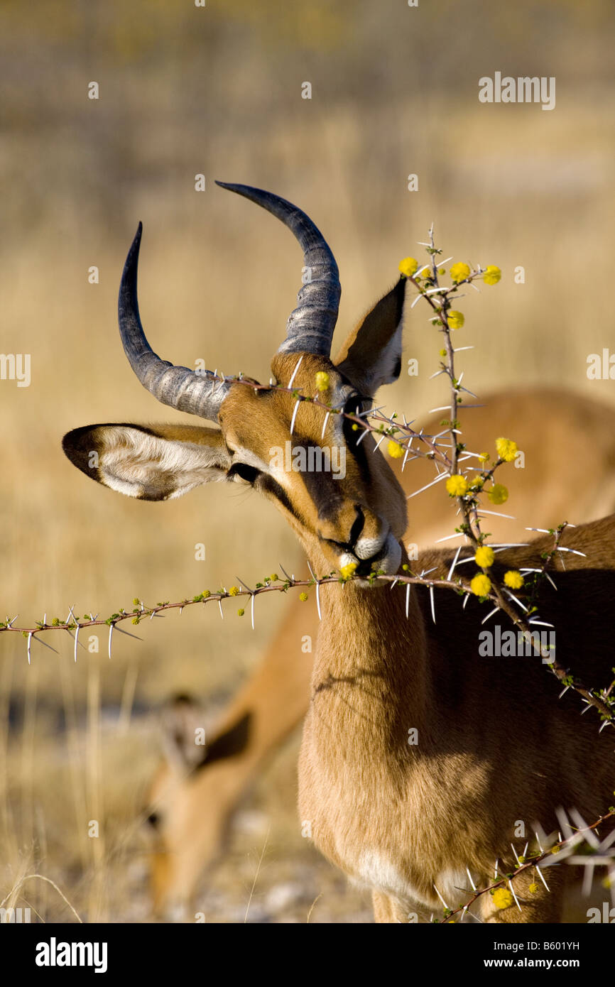 Black-faced Impala Eating Blooming Acacia Thorn, Etosha National Park ...
