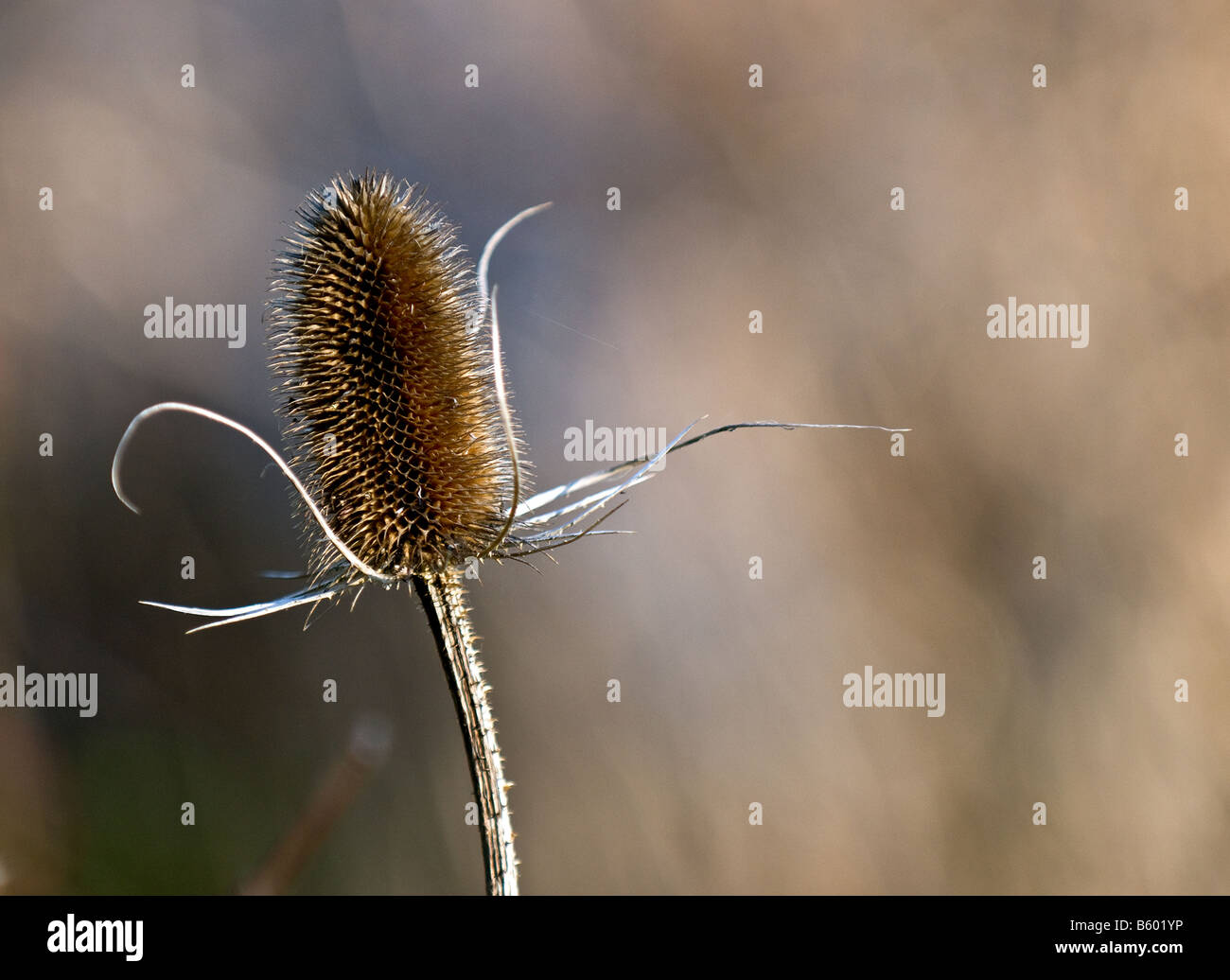 Prickly teasel plant hi-res stock photography and images - Alamy