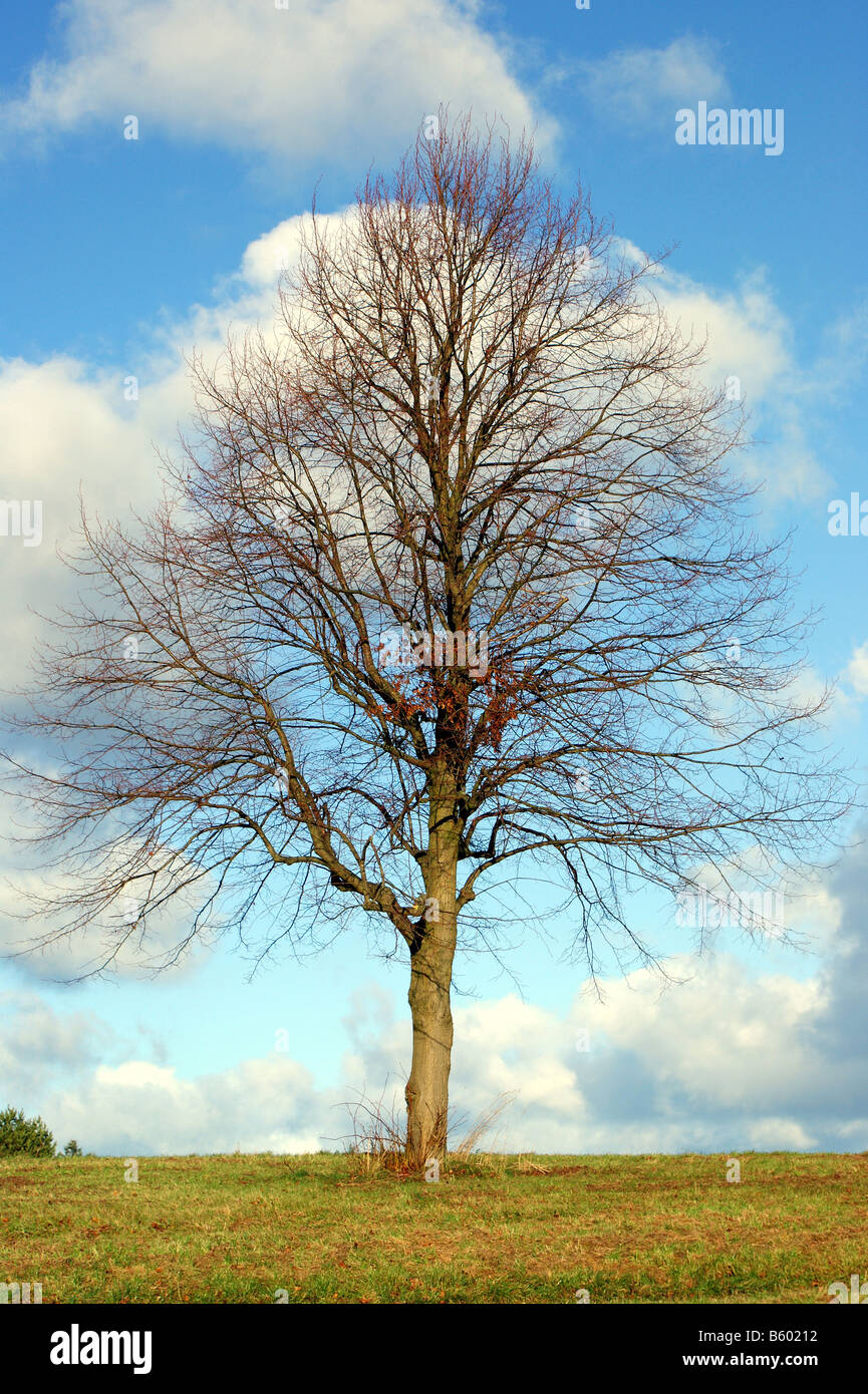 tree in sunlight Stock Photo - Alamy