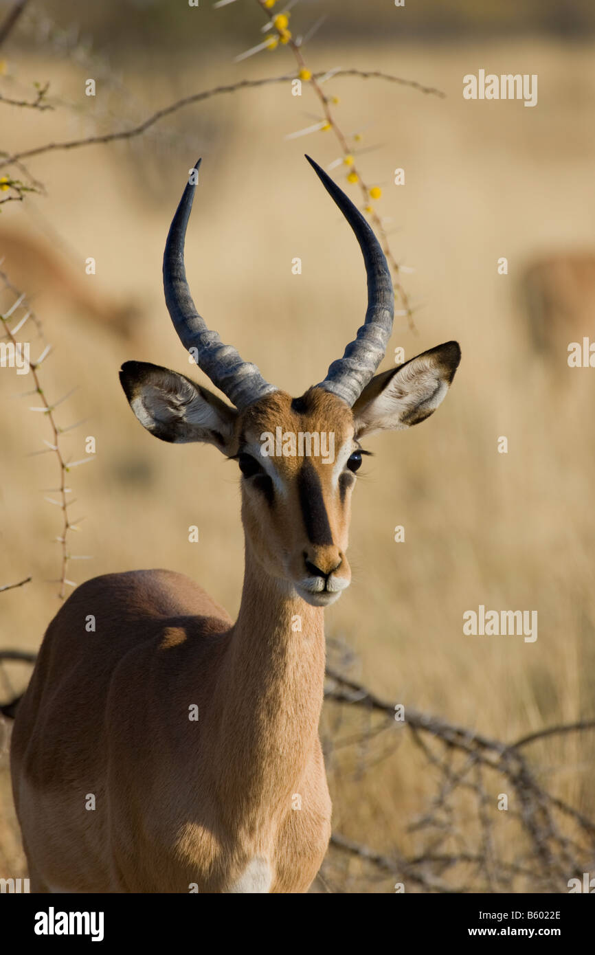 Black-faced Impala Portrait, Etosha National Park, Namibia Stock Photo ...