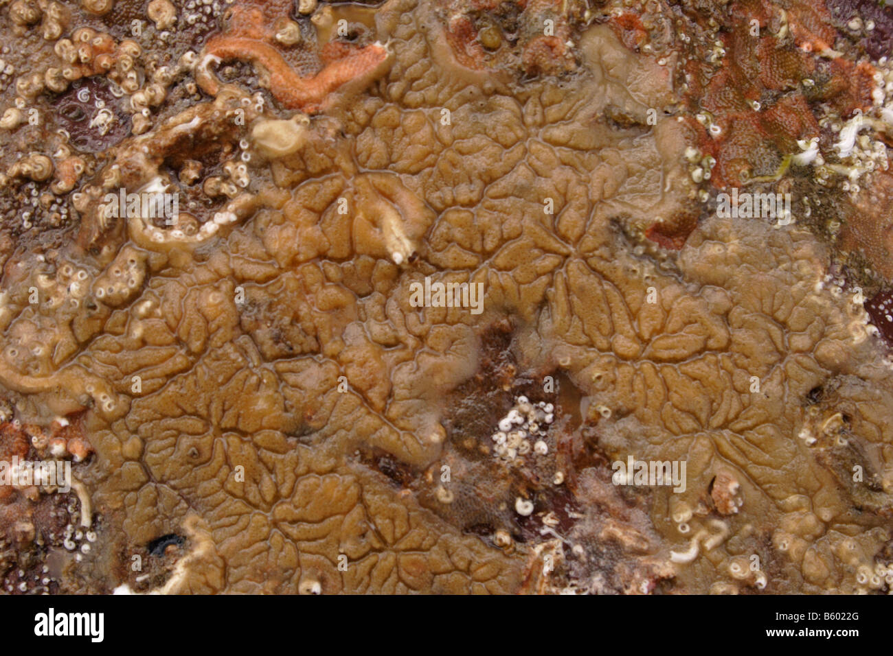 Clathrina coriacea hi-res stock photography and images - Alamy