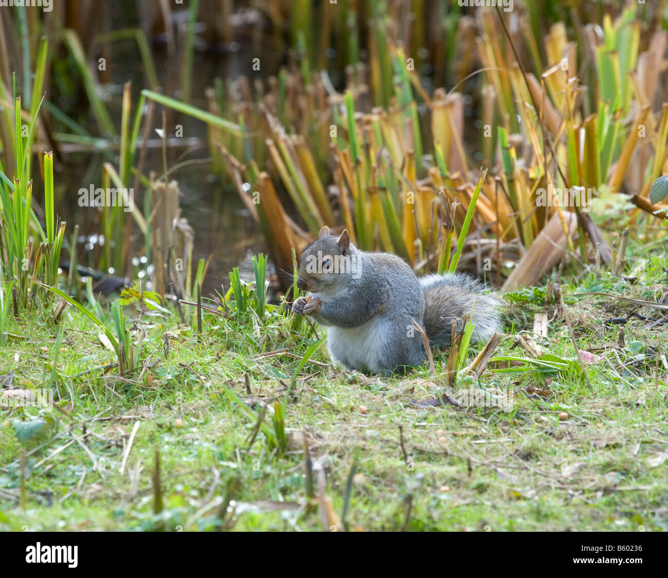 Squirrel Dray High Resolution Stock Photography and Images - Alamy