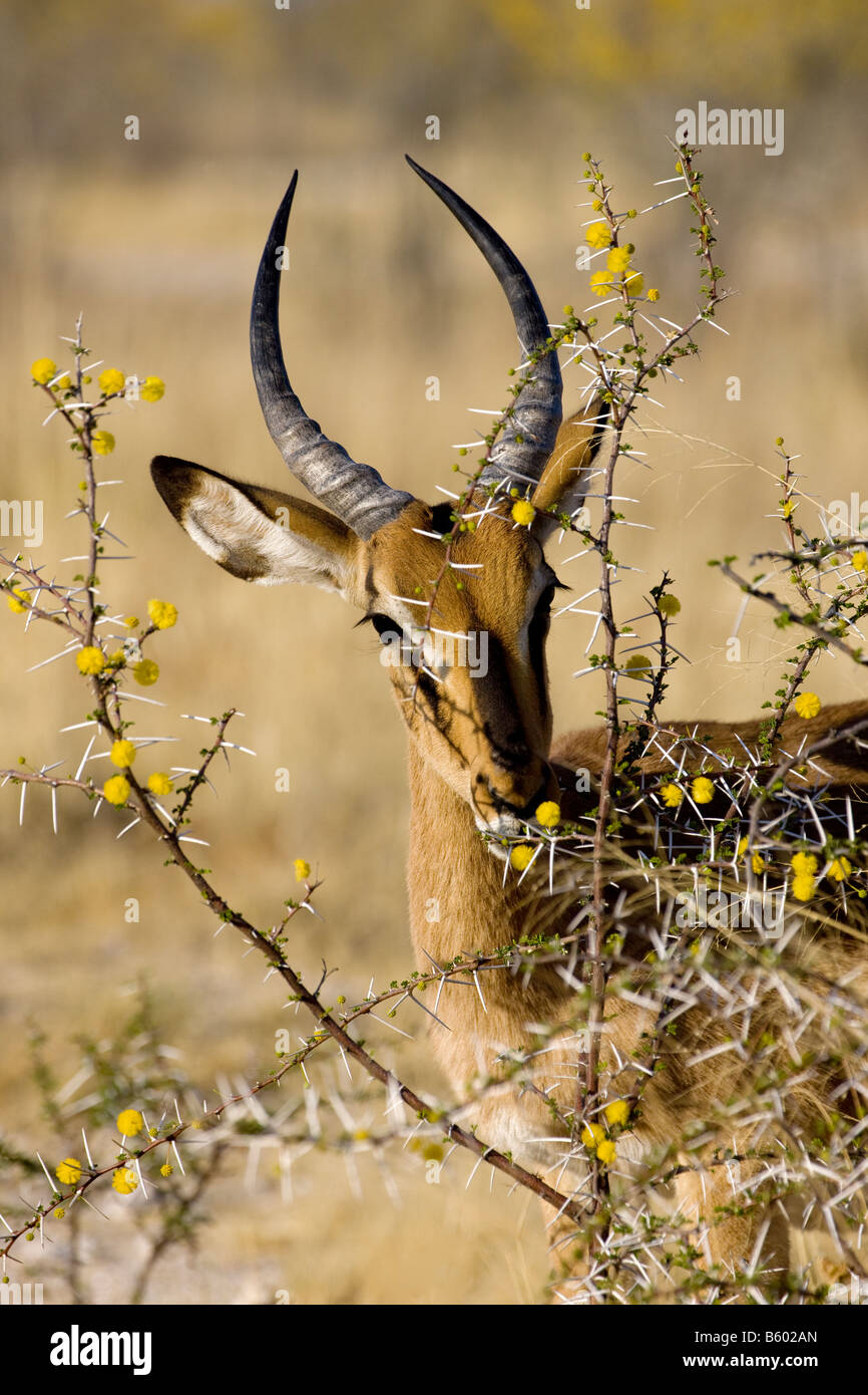 Black-faced Impala Eating Blooming Acacia Thorn, Etosha National Park ...