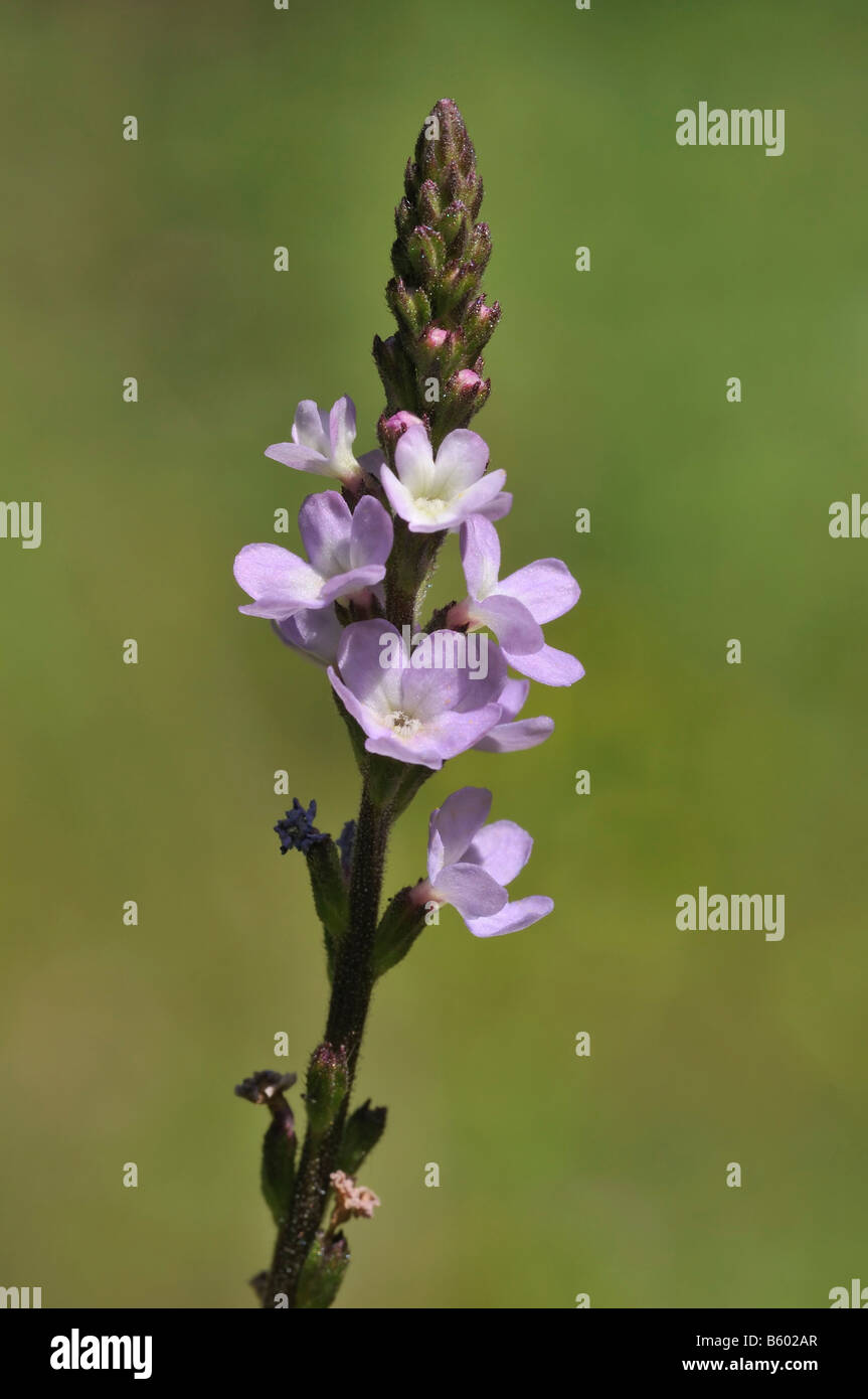 Vervain Verbena officinalis Stock Photo - Alamy