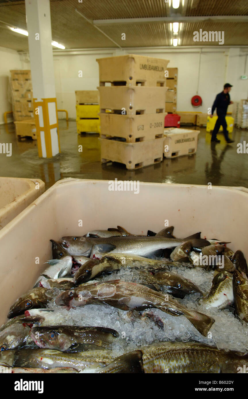 Reykjavik fish market hi-res stock photography and images - Alamy