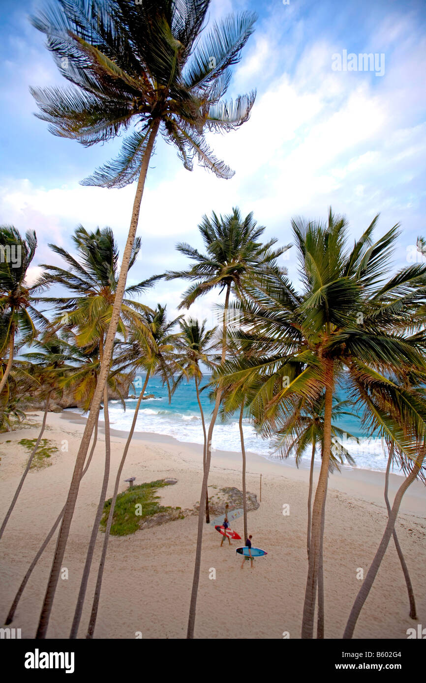 Barbados, Coconut Palms, Surfers Stock Photo - Alamy