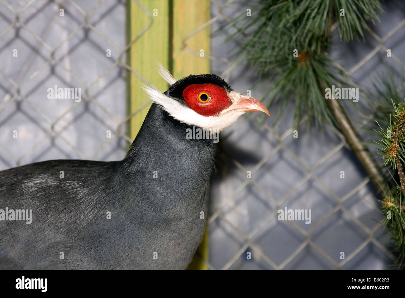 Bird head close hi-res stock photography and images - Alamy