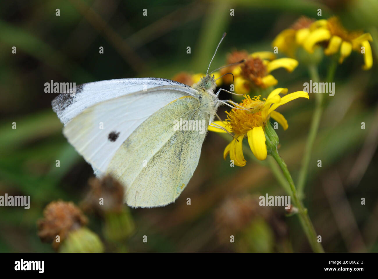 Small White, Cabbage White, Butterfly feeding on ragwort flower Stock ...