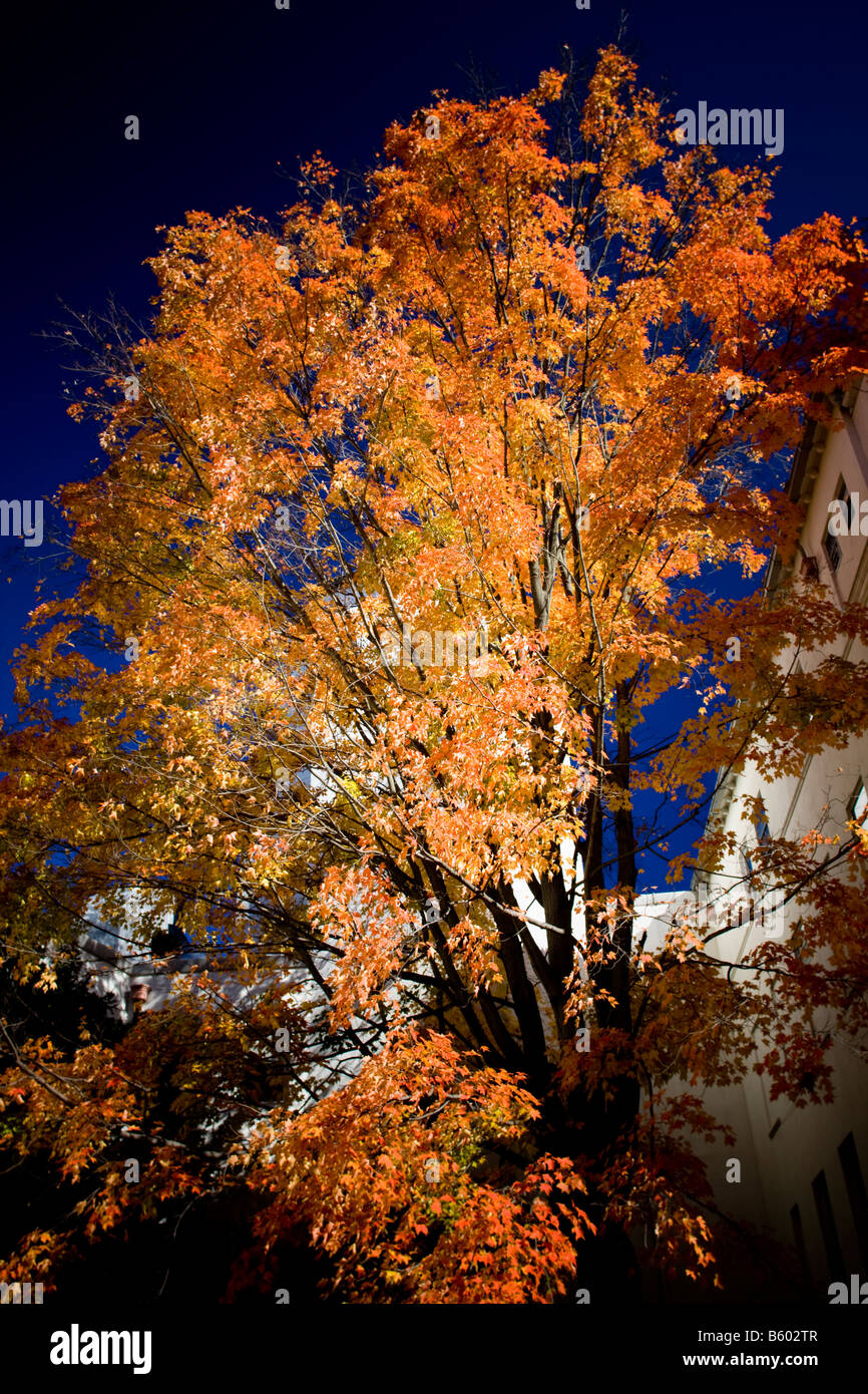 Fall Leafs Color Stock Photo - Alamy