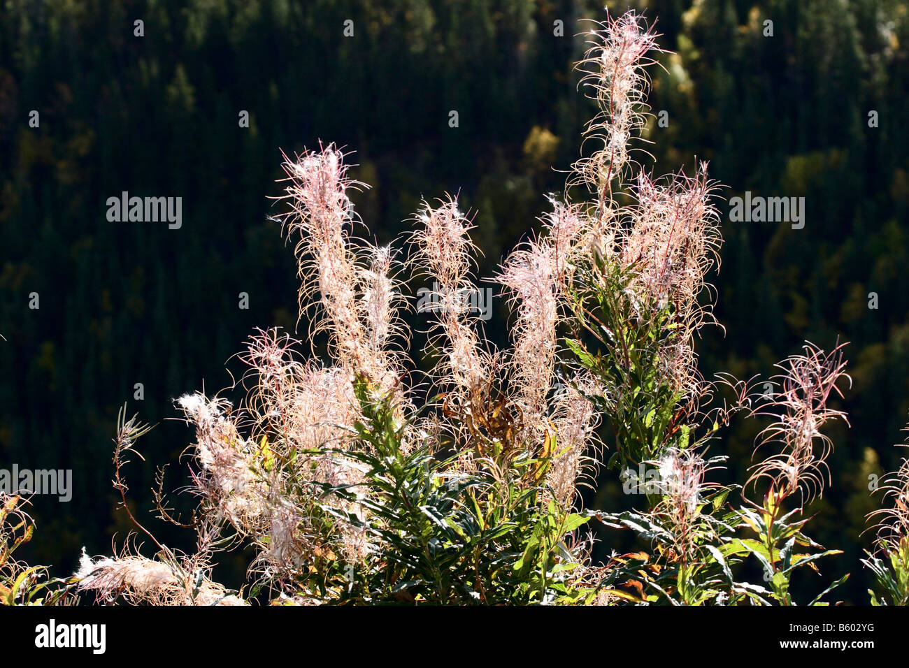 Fireweed in autumn in British Columbia Stock Photo - Alamy