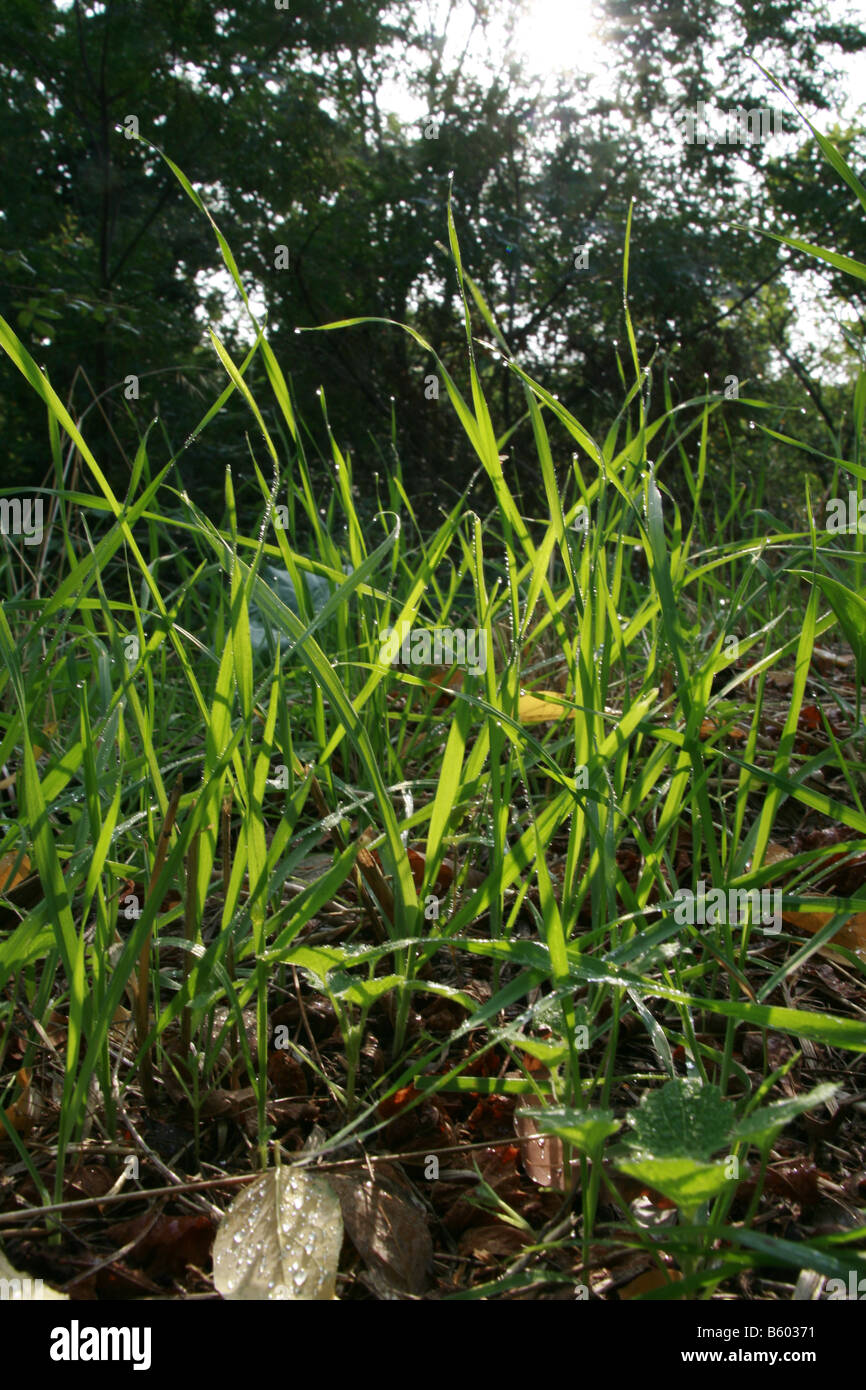 long grass in sun light in field in country woods Stock Photo - Alamy
