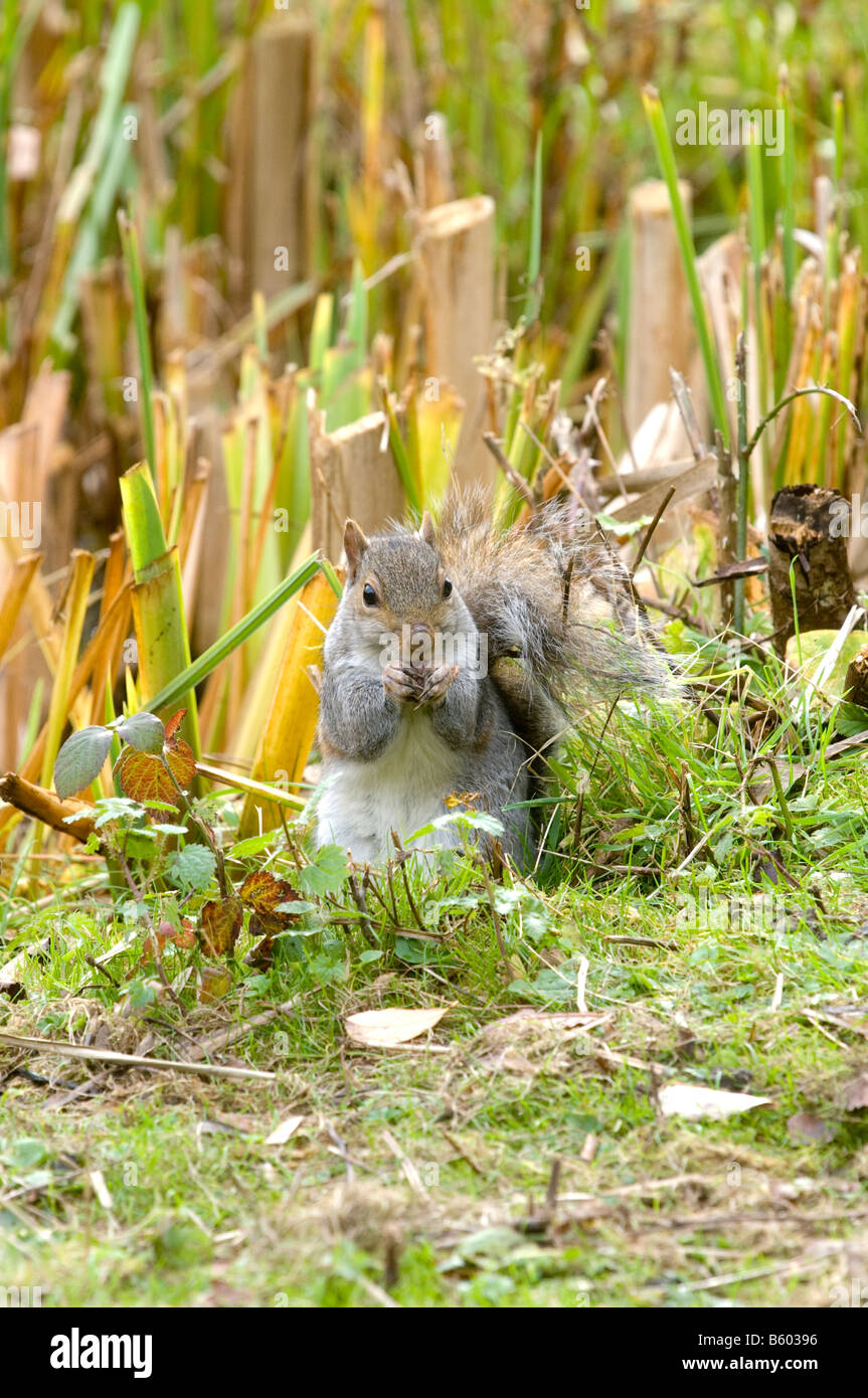 Squirrel dray hi-res stock photography and images - Alamy