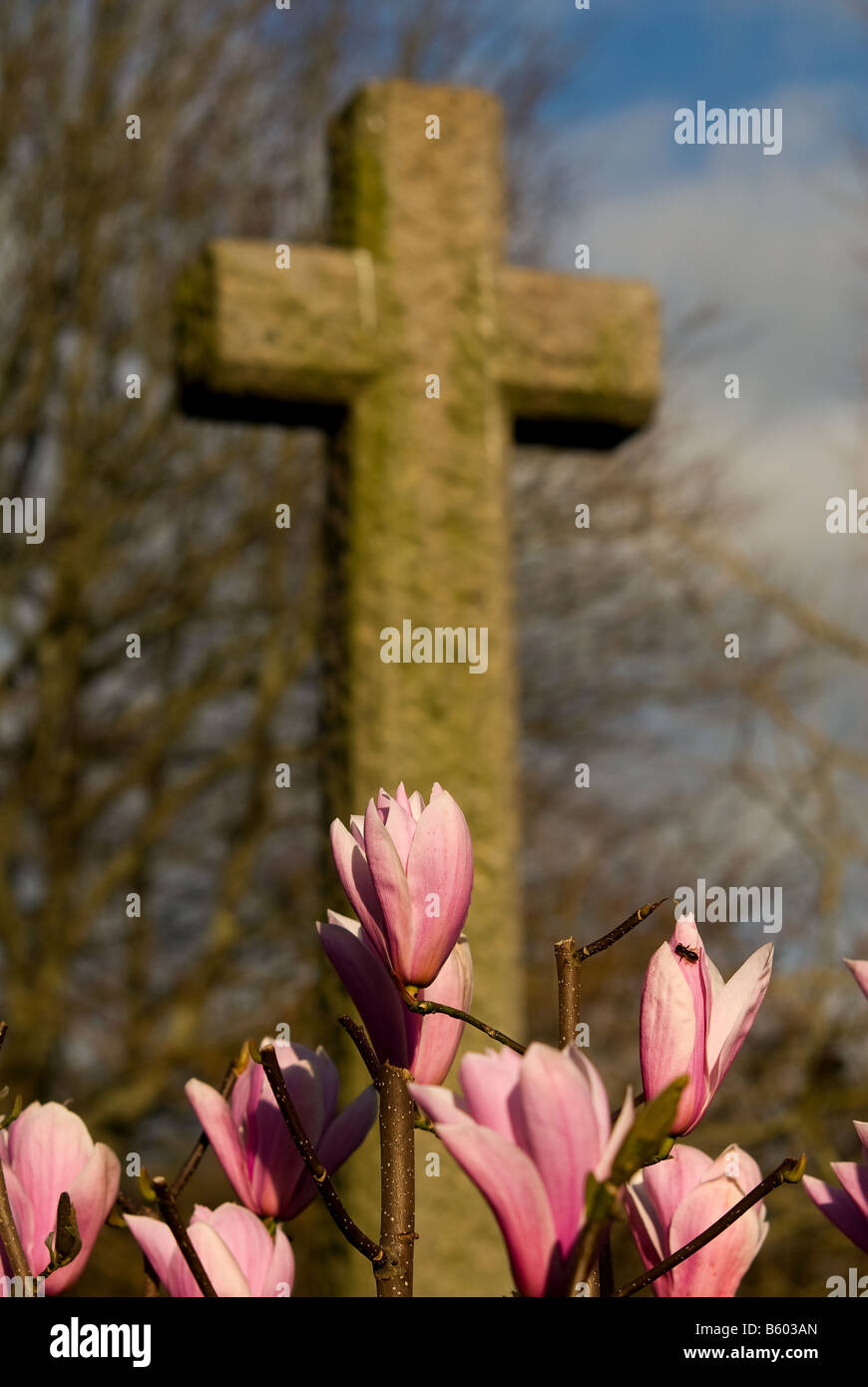 Magnolia cross hi-res stock photography and images - Alamy