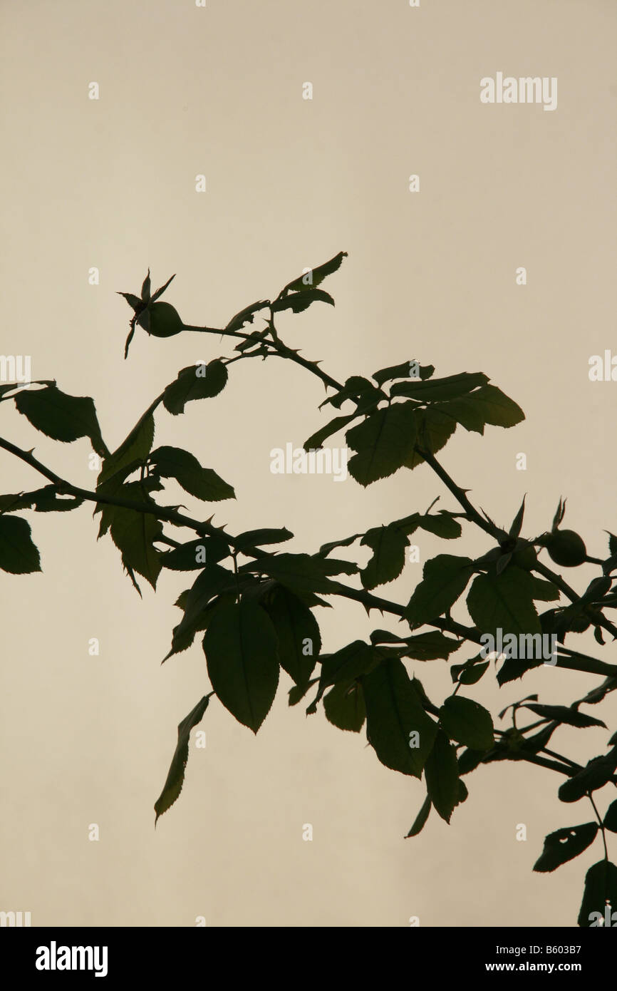 red roses flower bush shadow on wall in sun outdoors Stock Photo - Alamy