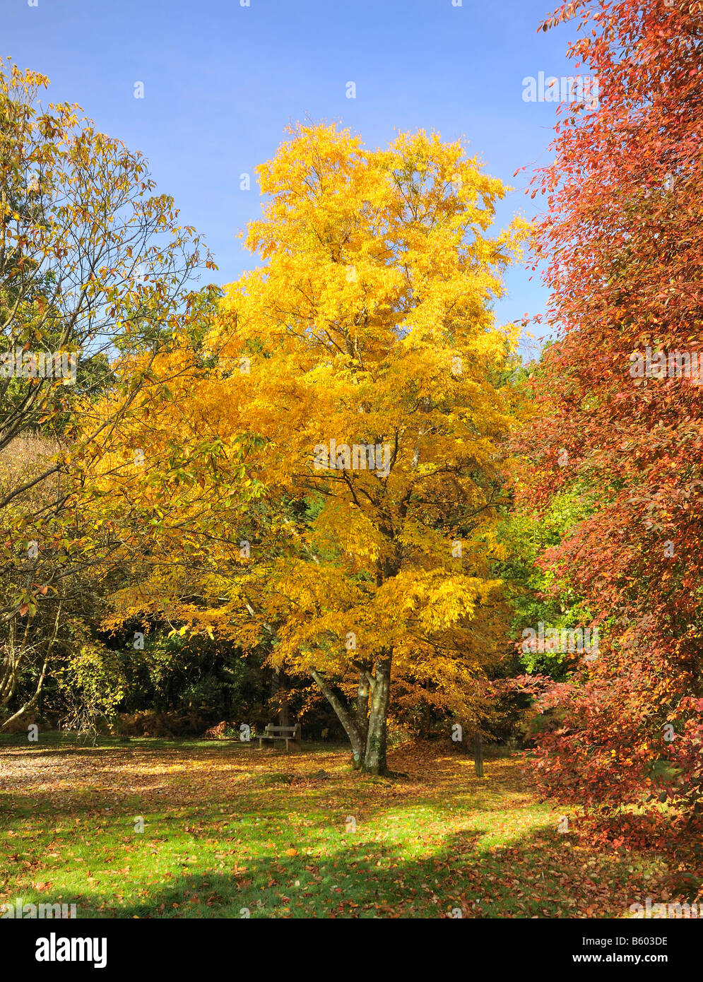 Cherry Birch Betula lenta Autumn leaves Stock Photo - Alamy