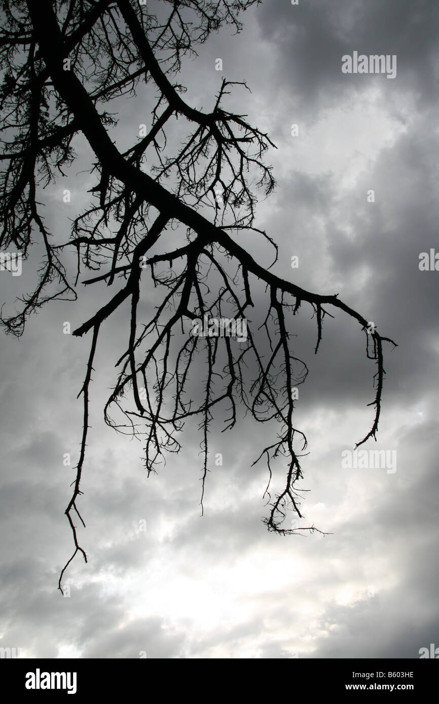 old ragged bare tree branches in countryside at night Stock Photo - Alamy