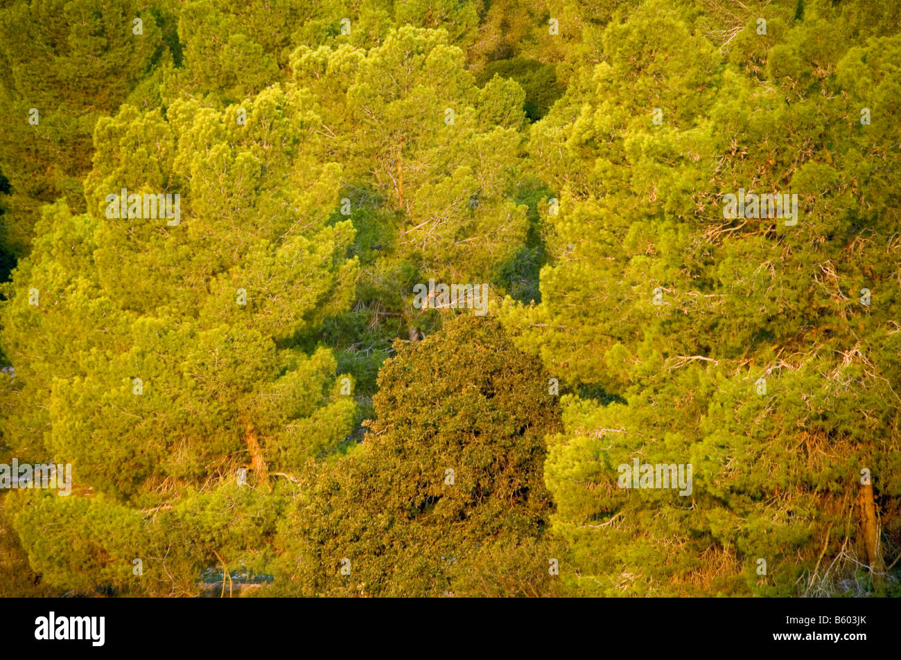 Israel pine trees in forest hi-res stock photography and images - Alamy