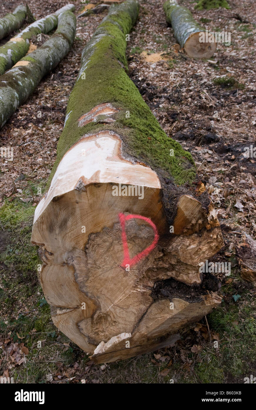 Tronc Darbre Stock Photos & Tronc Darbre Stock Images - Alamy