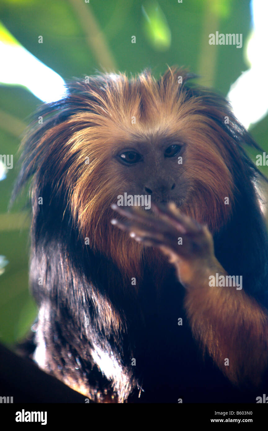 Golden-headed Lion Tamarin (Leontopithecus chrysomelas Stock Photo - Alamy