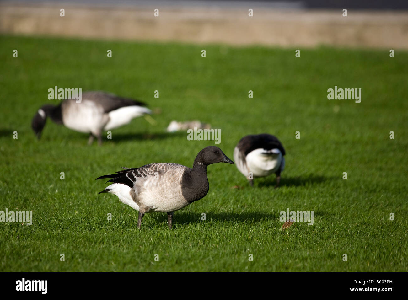 Goose brent ireland migration hi-res stock photography and images - Alamy