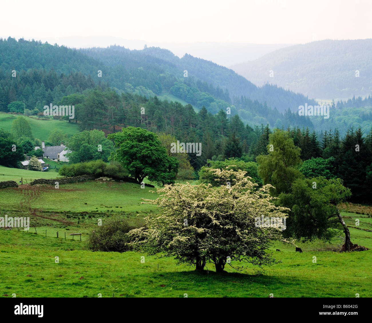 Coedwig hafod forest hi-res stock photography and images - Alamy