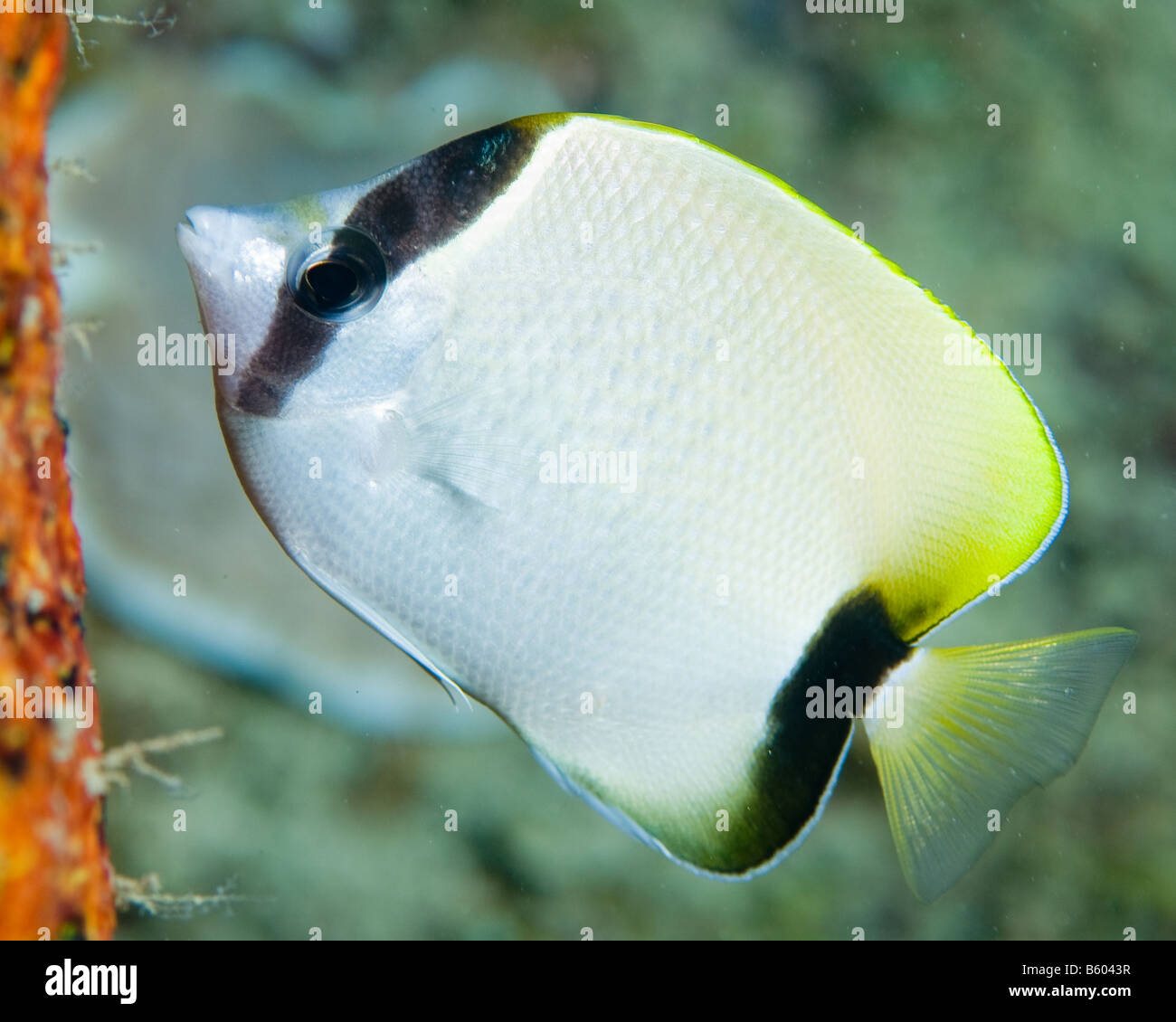 Profile view of a Reef Butterflyfish Stock Photo - Alamy
