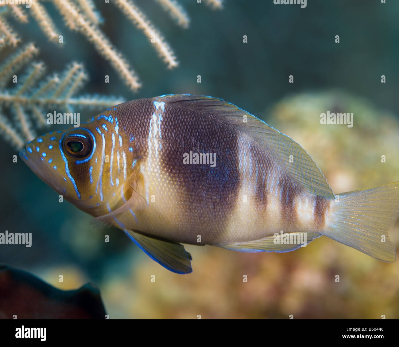 Profile view of a Barred Hamlet Stock Photo - Alamy