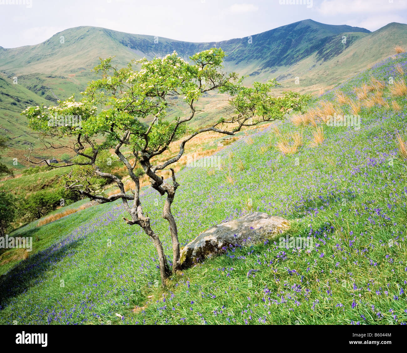 Spring in Cwm Pennant, Snowdonia National Park. North Wales Stock Photo ...