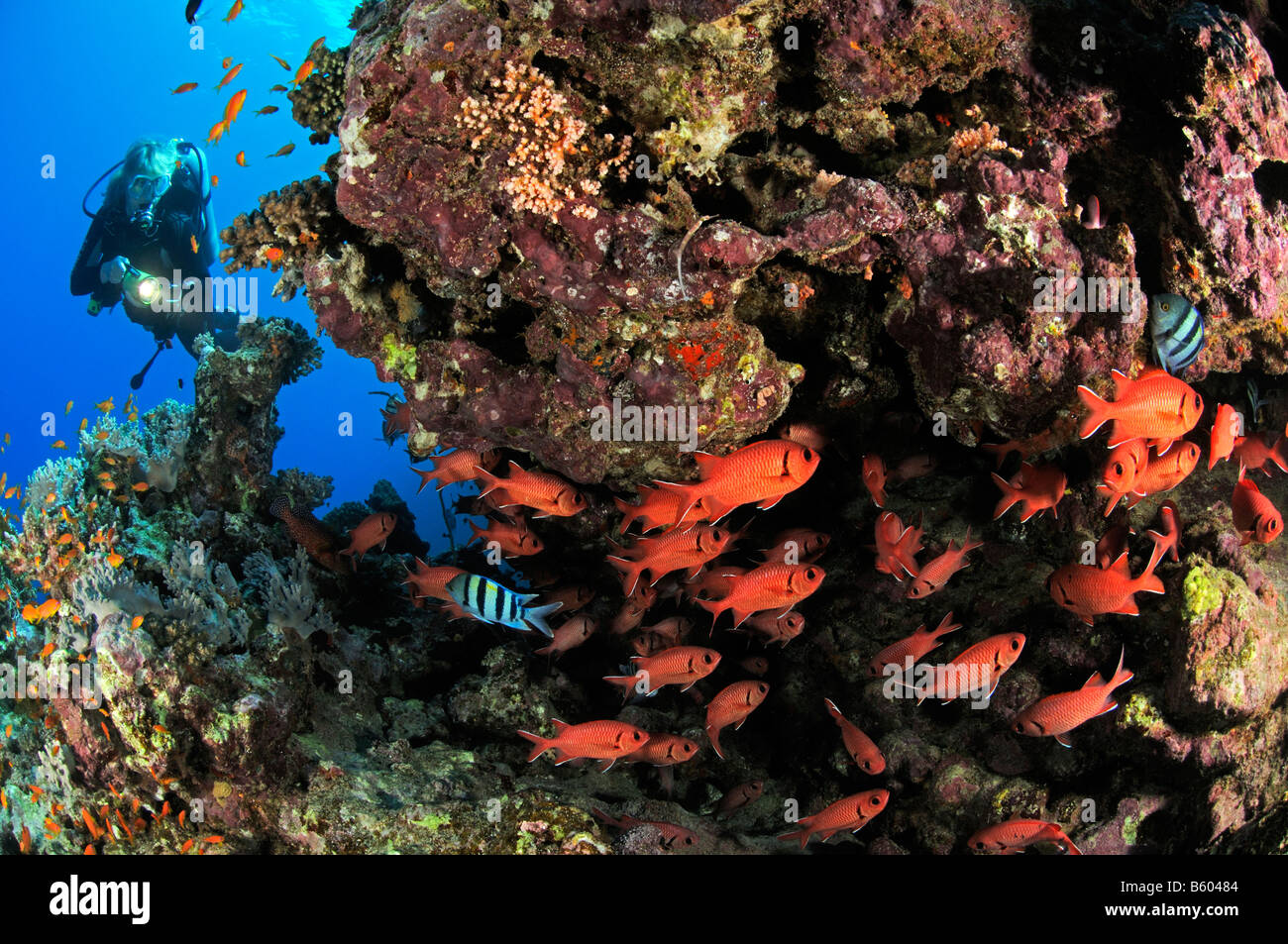 Myripristes murdjan Blotcheye soldierfish, Red Sea Stock Photo - Alamy