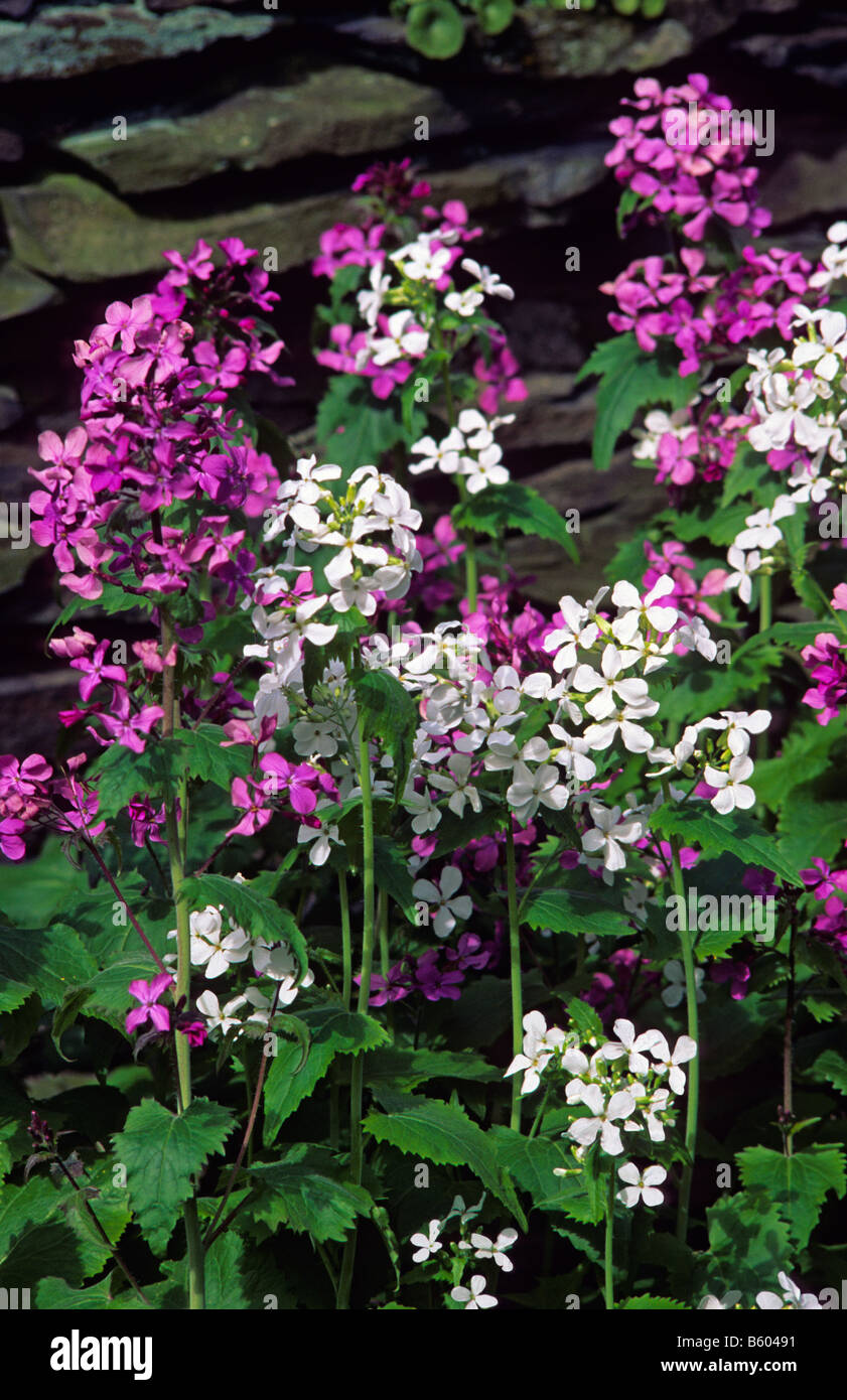 Honesty flowers (Lunaria annua), Wales, UK Stock Photo - Alamy