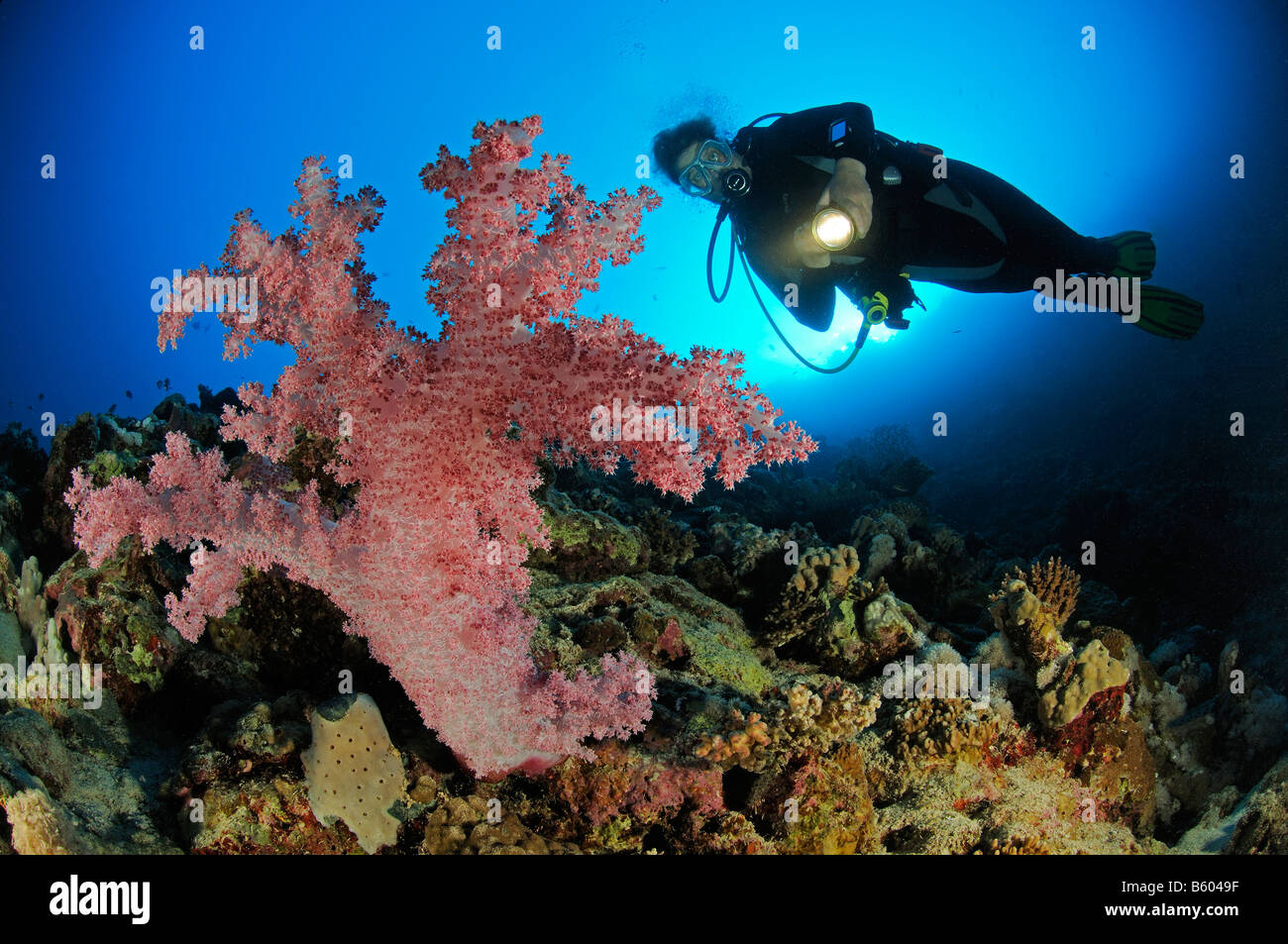 Dendronephthya klunzingeri pink softcoral and scuba diver, Red Sea ...