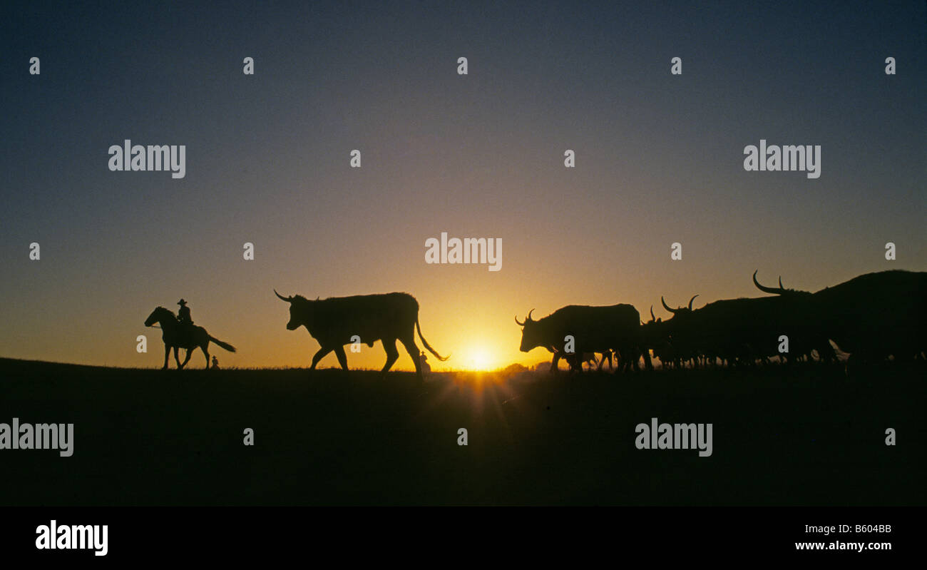 A cowboy herds a group of Texas longhorn cattle during a cattle drive ...