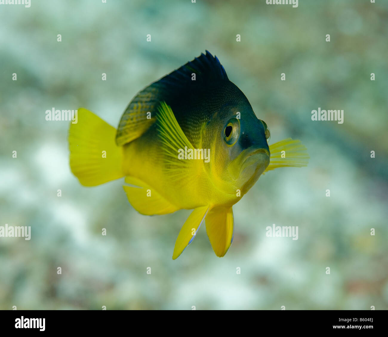 Profile of a Shy Hamlet Stock Photo - Alamy