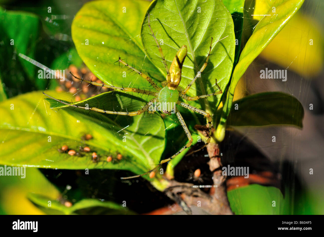 Spider hatchlings hi-res stock photography and images - Alamy