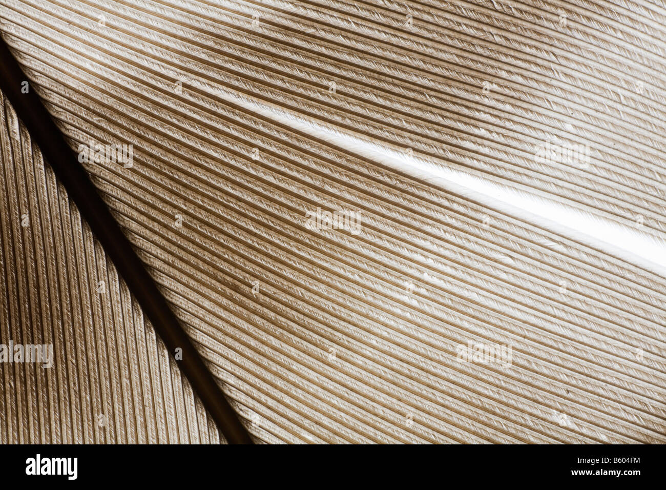 Buzzard feather hi-res stock photography and images - Alamy