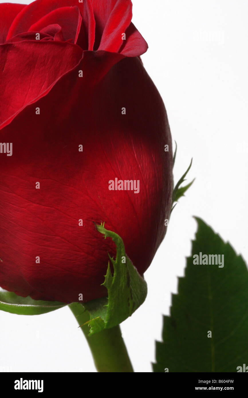 stock photo of a beautiful red rose Stock Photo - Alamy